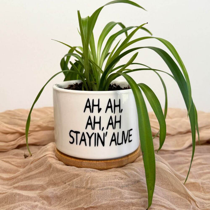 Plant Pots